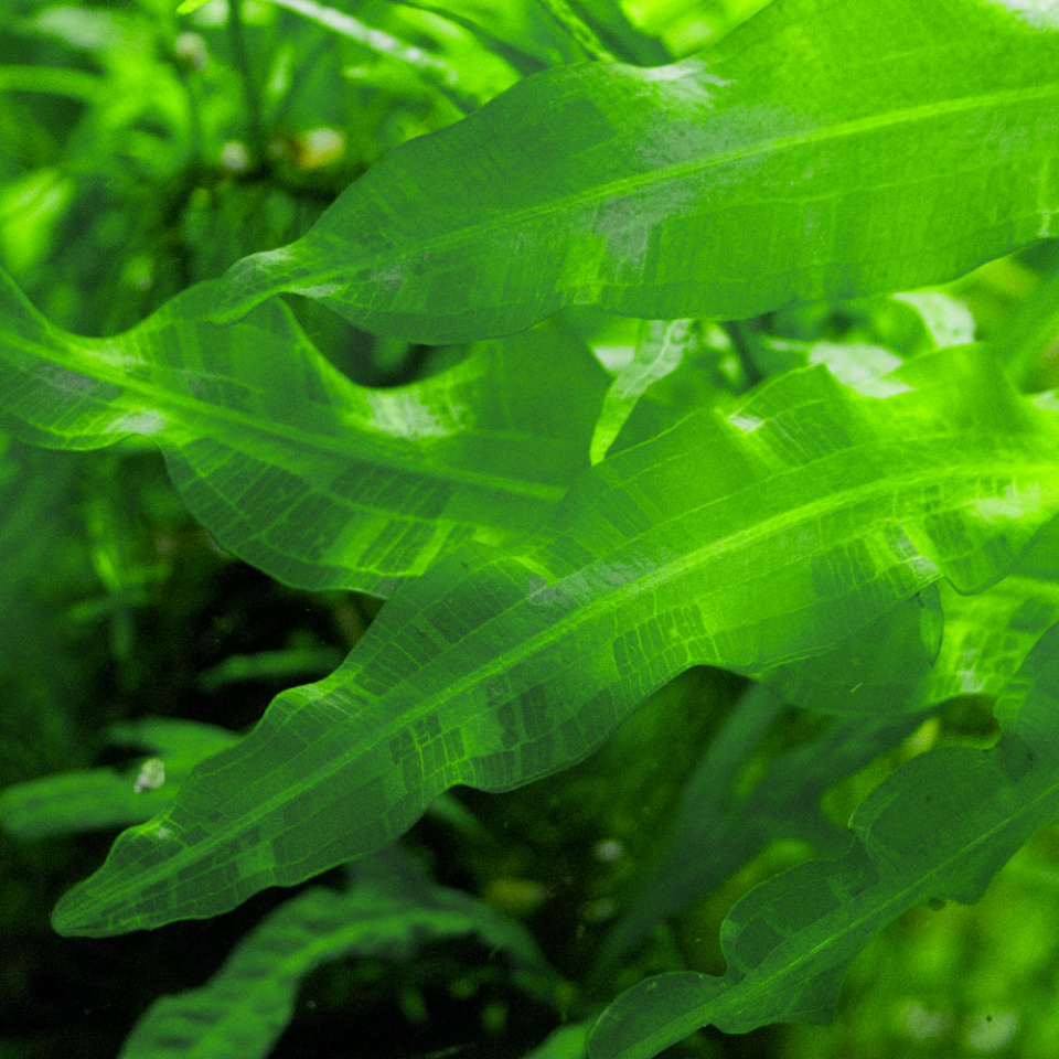 Aponogeton Undulatus